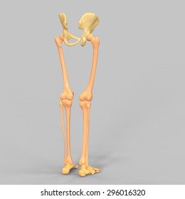 Skeleton Legs Stock Illustration 296016491 | Shutterstock
