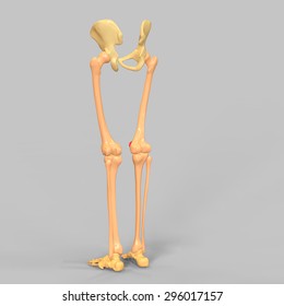 Skeleton Legs Stock Illustration 296017157 | Shutterstock