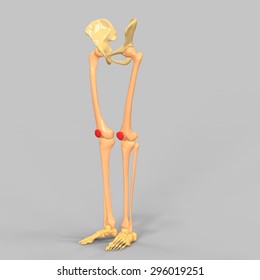 Skeleton Legs 스톡 일러스트 296019200 | Shutterstock