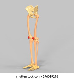 Skeleton Legs Stock Illustration 296019296 | Shutterstock