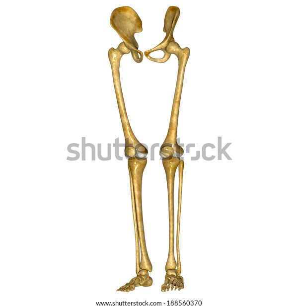Skeleton Legs Stock Illustration 188560370