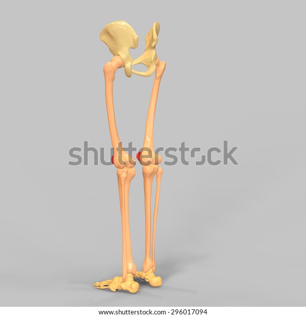 Skeleton Legs Stock Illustration 296017094 | Shutterstock