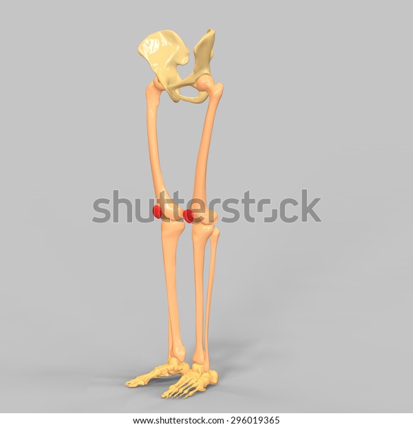 Skeleton Legs Stock Illustration 296019365 | Shutterstock