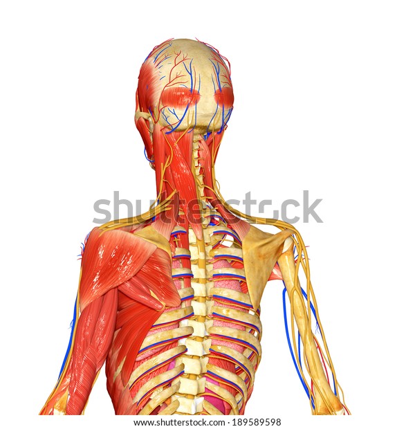 Skeleton Muscles Stock Illustration 189589598