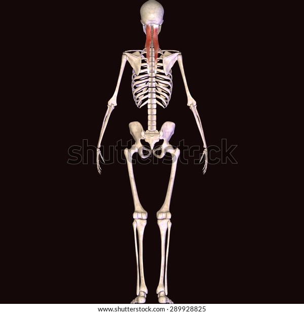 Skeleton Neck Muscles Stock Illustration 289928825