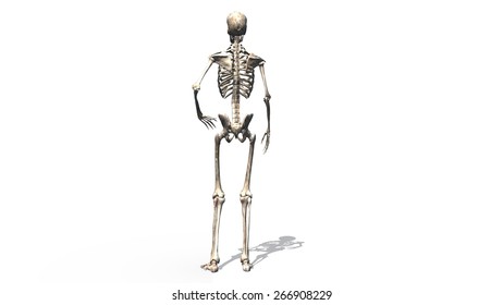 Skeleton Separated On White Background Stock Illustration 266908244 ...
