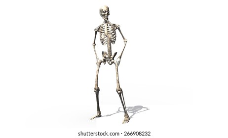 Skeleton Separated On White Background Stock Illustration 266908244 ...