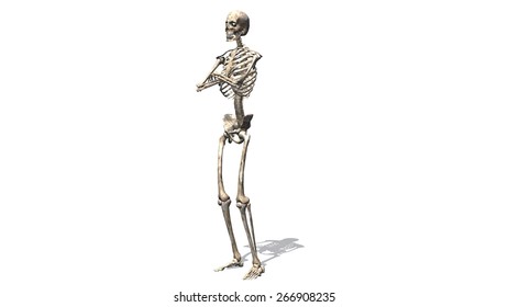 Skeleton Separated On White Background Stock Illustration 266908256 ...
