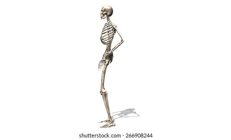 Skeleton Separated On White Background Stock Illustration 266908244 ...