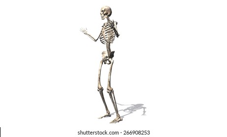 Skeleton Separated On White Background Stock Illustration 266908244 ...