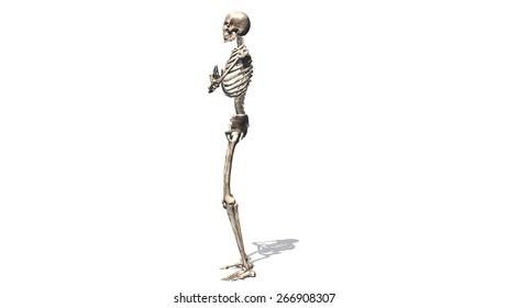 Skeleton Separated On White Background Stock Illustration 266908244 ...