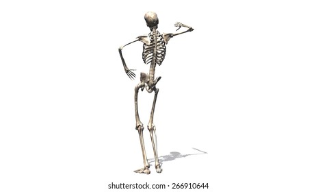 Skeleton Separated On White Background Stock Illustration 266910644 ...