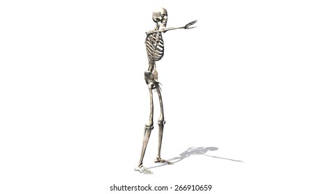 Skeleton Separated On White Background Stock Illustration 266910659 ...