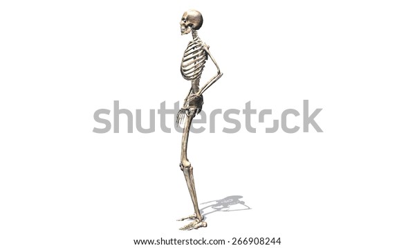 Skeleton Separated On White Background Stock Illustration 266908244 ...