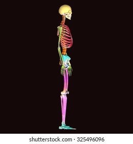 6,972 Side view skeleton Images, Stock Photos & Vectors | Shutterstock