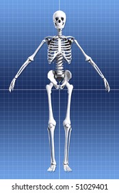 Skeleton Structure Front Stock Illustration 51029401 | Shutterstock