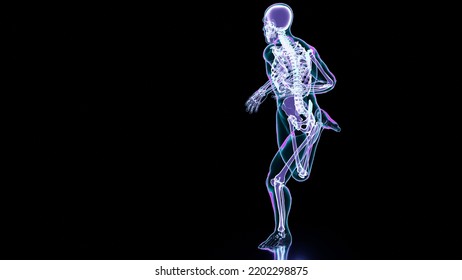 Skeleton System Running Man Bone Anatomy Stock Illustration 2202298875 ...