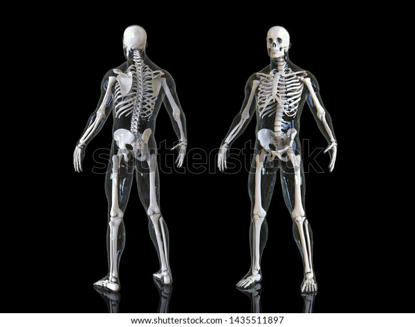 Skeleton Transparent Body Background 3d Render Stock Illustration ...
