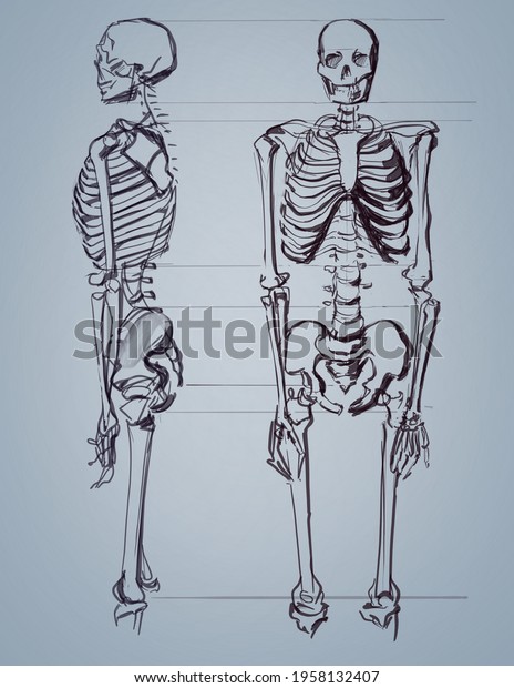 Skeleton Two Views Front Side Stock Illustration 1958132407 | Shutterstock