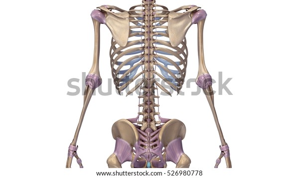Skeleton Upper Limbs Ligaments Back 3d 스톡 일러스트 526980778 | Shutterstock
