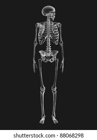 Infographic Diagram Lower Half Human Skeleton: ภาพประกอบสต็อก 1136198828