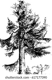 Calamites Tree Illustration Drawing Engraving Ink: vetor stock (livre ...