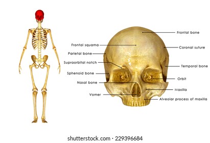 Bones Cranium Skull Anatomical Construction Bones Stock Illustration