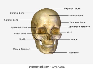 Skull Back View 3d Illustration 스톡 일러스트 474027172 | Shutterstock
