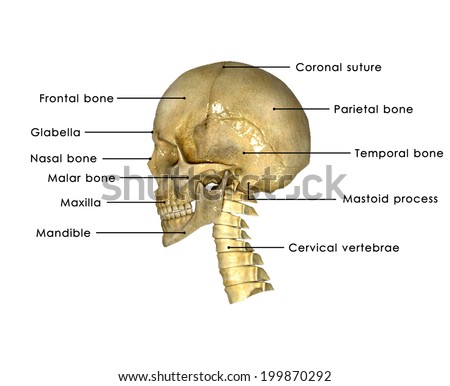 Skull Back Stock Illustration 199870292 - Shutterstock