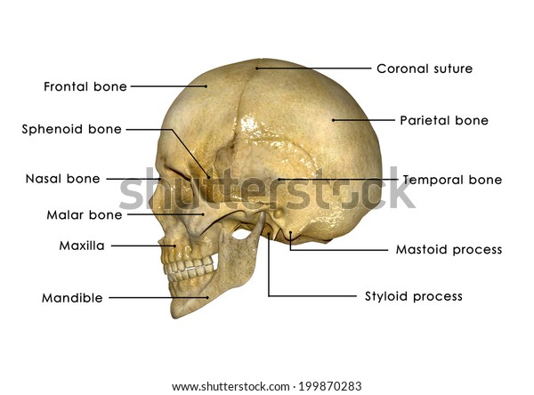 Skull Back Stock Illustration 199870283