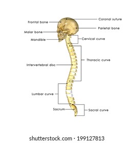 2,739 Human anatomy spine labelled Images, Stock Photos & Vectors ...