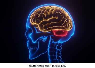 Skull Brain Stock Illustration 1578184009 | Shutterstock