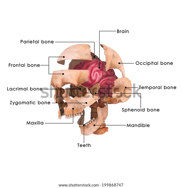 Skull Brain Stock Illustration 199868747