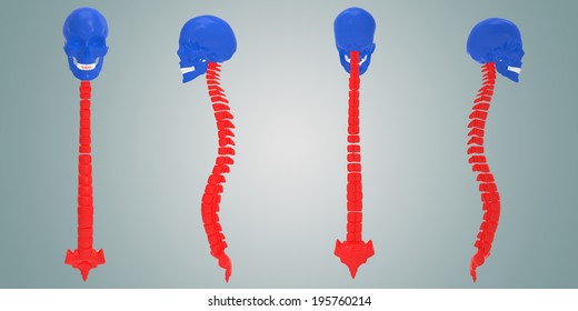 Skull Highlights Back Bone Stock Illustration 195760214 | Shutterstock
