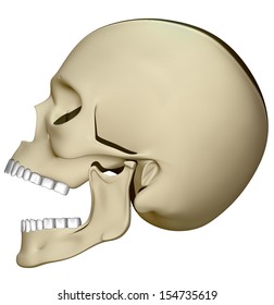Skull Jaw Stock Illustration 154735619 | Shutterstock