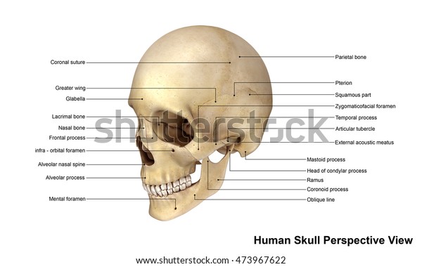 Skull Perspective View 3d Illustration Stock Illustration 473967622 ...