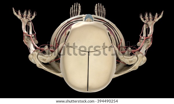 Skull Top View Stock Illustration 394490254 | Shutterstock