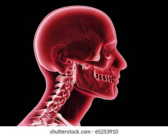 6,185 Spine side view Images, Stock Photos & Vectors | Shutterstock