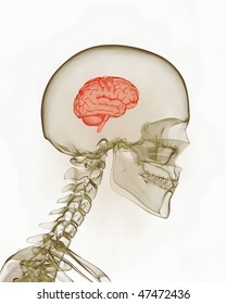 11,213 Small brain Images, Stock Photos & Vectors | Shutterstock