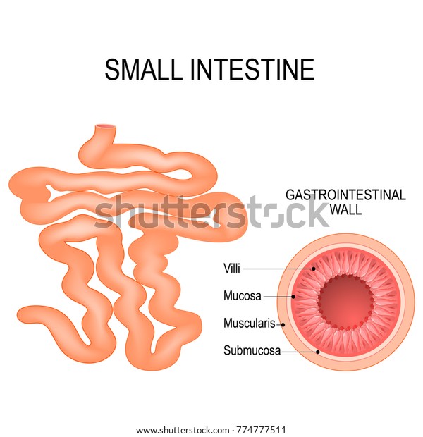 Small Intestine General View Crosssection Human Stock Illustration ...