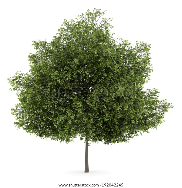 Smallleaved Lime Tree Isolated On White 스톡 일러스트 192042245