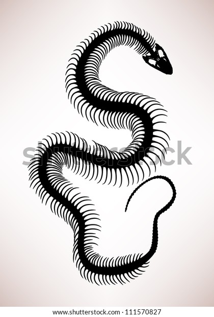 Snake Bone Skeleton Stock Illustration 111570827 | Shutterstock