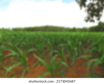 14,984 Agriculture gradient background Images, Stock Photos & Vectors ...