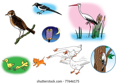 Some Raster Illustrations About Different Birds Stock Illustration ...