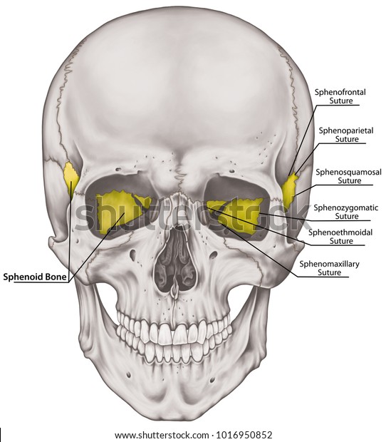 Sphenoid Bone Cranium Bones Head Skull 库存插图 1016950852