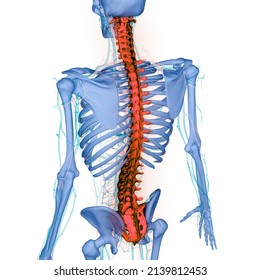 722 Cod bone Images, Stock Photos & Vectors | Shutterstock