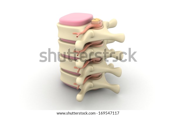 Spinal Column Nerves Discs Isolated On Stock Illustration 169547117