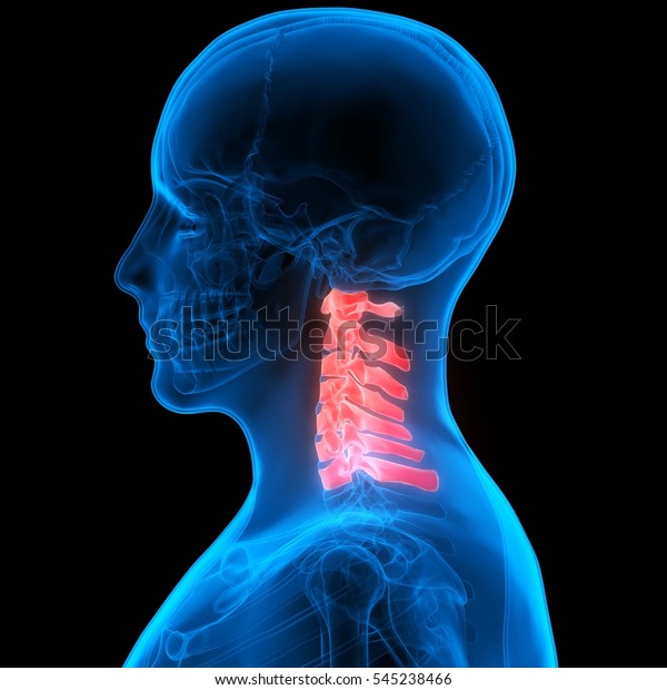 La médula espinal es una parte de la anatomía del esqueleto humano ...