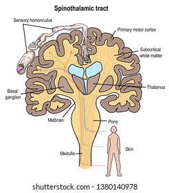 Spinothalamic Tract Pathway Sensation Perception Conducting 스톡 일러스트 ...