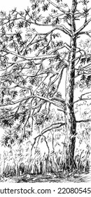 25,206 Pine Tree Forest Sketch Images, Stock Photos & Vectors ...